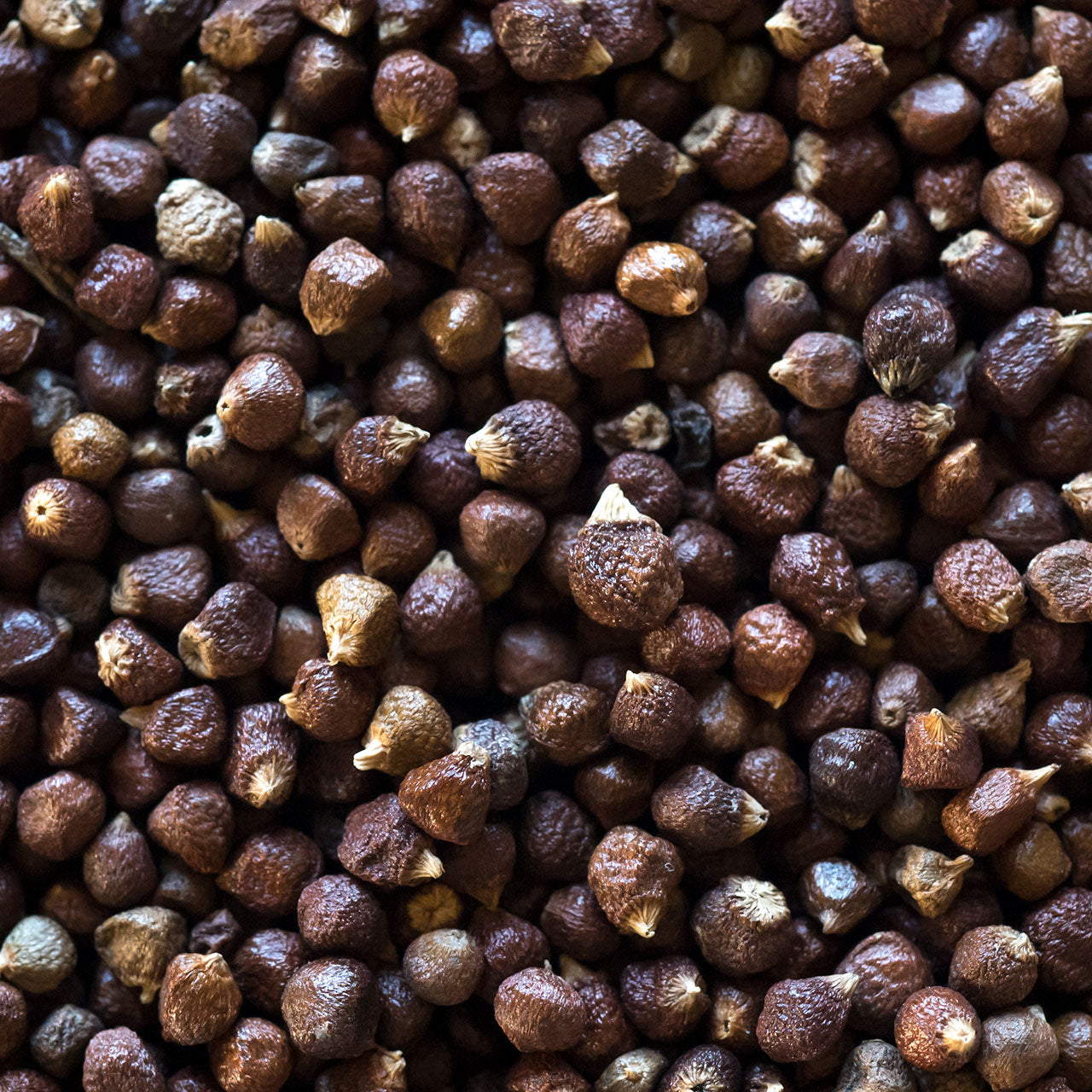 Essential Pantry Grains of Paradise Spice for Sale | Chef Shop – ChefShop.Com